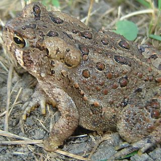 Pebble Toad Facts and Pictures