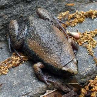 Eastern Narrowmouth Toad Facts and Pictures