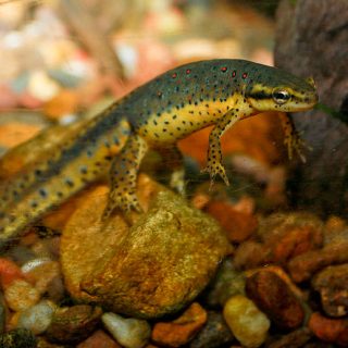 Newts: Facts and List of Types With Pictures - Amphibian Fact