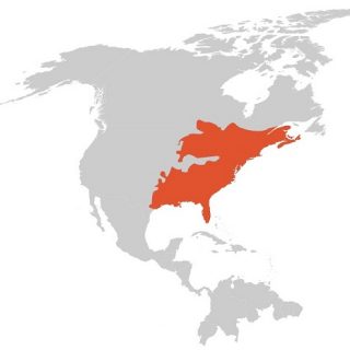 Eastern Newt Facts and Pictures