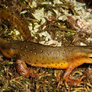 Eastern Newt Facts and Pictures