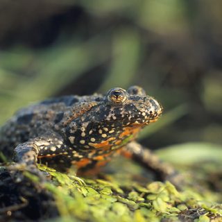 European Fire Bellied Toad Facts and Pictures