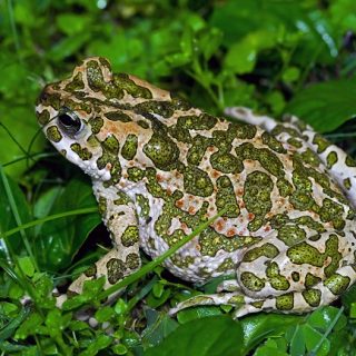 European Green Toad Facts and Pictures