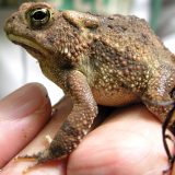 Fowler's Toad Facts and Pictures