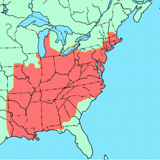 Fowler's Toad Facts and Pictures
