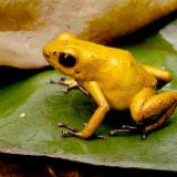 Golden Poison Dart Frog Facts and Pictures