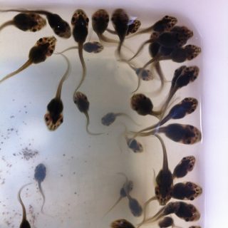 Green and Golden Bell Frog Facts and Pictures