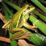 Vampire Frog Facts and Pictures