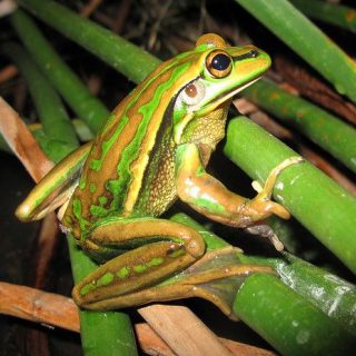 Anaimalai Flying Frog Facts and Pictures