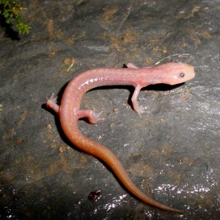Grotto Salamander Facts and Pictures