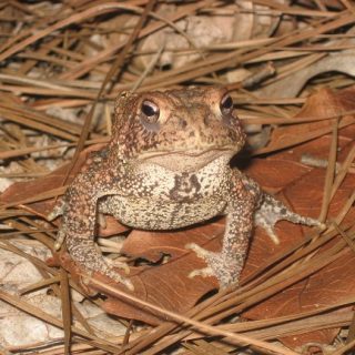 Houston Toad Facts and Pictures