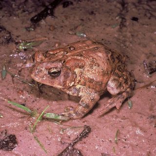 Houston Toad Facts and Pictures