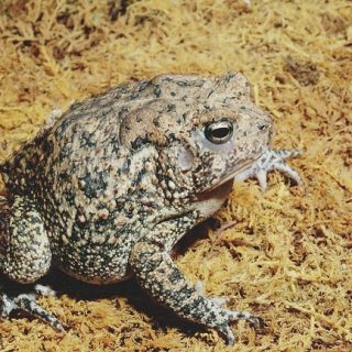 Houston Toad Facts and Pictures