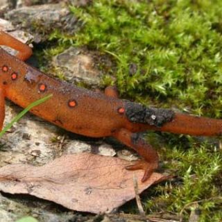 Eastern Newt Facts and Pictures