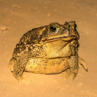 Rococo Toad Facts and Pictures