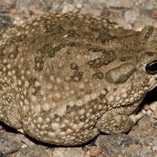 Texas Toad Facts and Pictures
