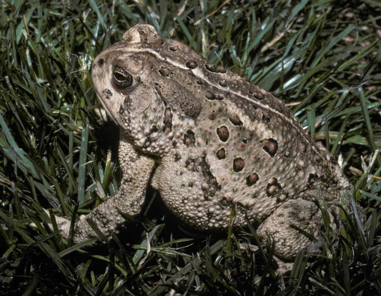Woodhouse’s Toad Facts and Pictures