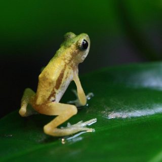 Kihansi Spray Toad Facts and Pictures