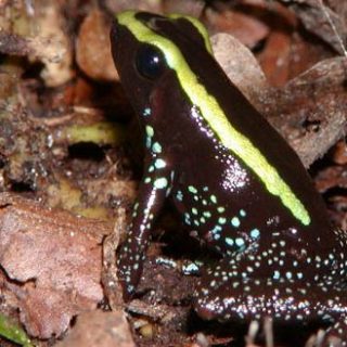 Kokoe Poison Dart Frog Facts and Pictures