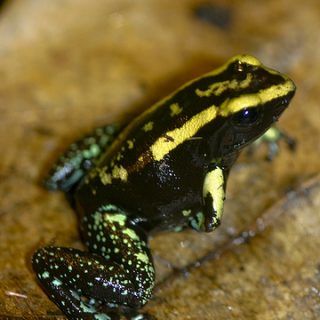 Pinocchio Frog Facts and Pictures