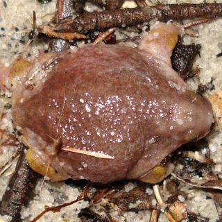 Turtle Frog Facts and Pictures