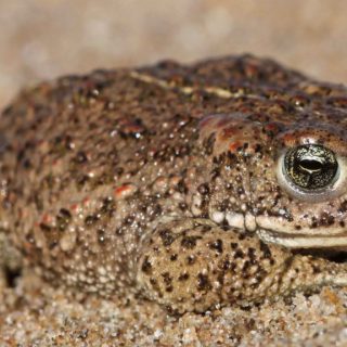 Natterjack Toad Facts and Pictures