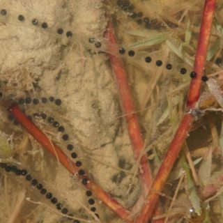 Natterjack Toad Facts and Pictures