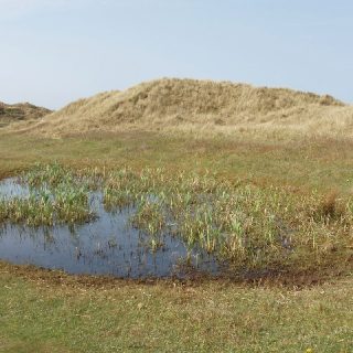 Natterjack Toad Facts and Pictures
