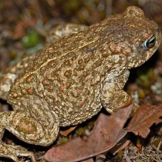 Natterjack Toad Facts and Pictures
