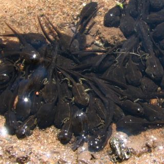 Natterjack Toad Facts and Pictures