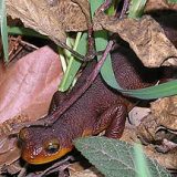 California Newt Facts and Pictures