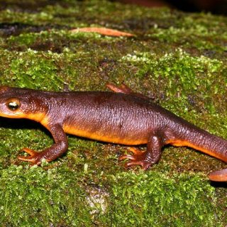 California Newt Facts and Pictures