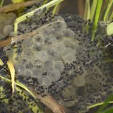 Pacific Tree Frog Facts and Pictures