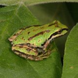 Desert Rain Frog Facts and Pictures