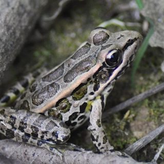 Pickerel Frog Facts and Pictures