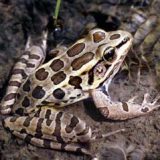 Pinocchio Frog Facts and Pictures