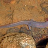 Grotto Salamander Facts and Pictures