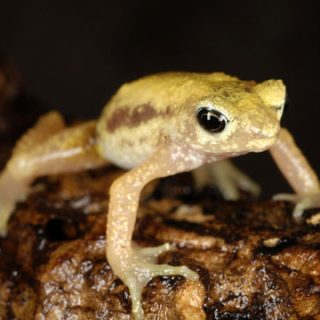 Kihansi Spray Toad Facts and Pictures
