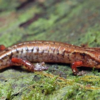 Pygmy Salamander Facts and Pictures