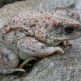 Red Spotted Toad Facts and Pictures