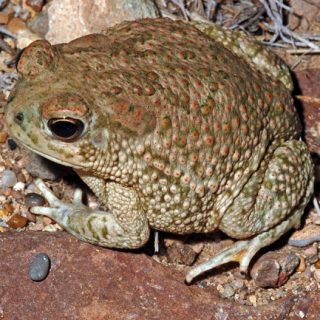Eastern American Toad Facts and Pictures
