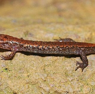 Pygmy Salamander Facts and Pictures
