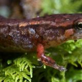 Pygmy Salamander Facts and Pictures