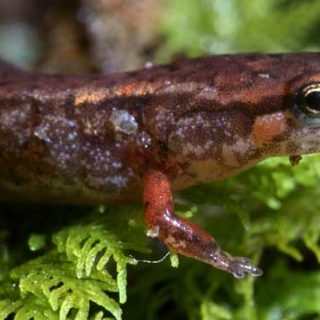Pygmy Salamander Facts and Pictures