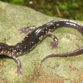 White-Spotted Salamander Facts and Pictures