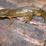 Newts: Facts and List of Types With Pictures - Amphibian Fact