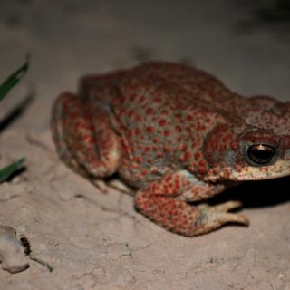 Red Spotted Toad Facts and Pictures