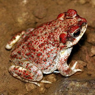 Arroyo Toad Facts and Pictures