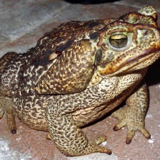 Rococo Toad Facts and Pictures