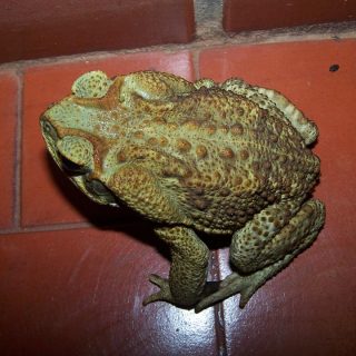 Rococo Toad Facts and Pictures